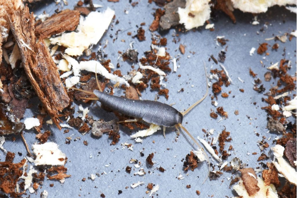 Silverfish Control | Macarthur Pest Solution