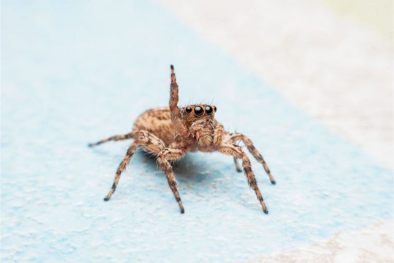 Spider Control | Macarthur Pest Solution