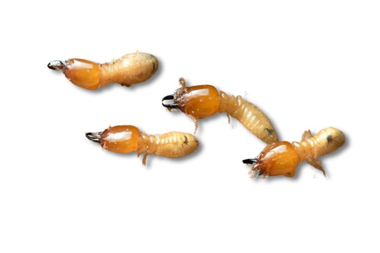 Expert Termite Control | Macarthur Pest Solution